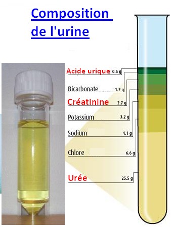 Composition de l'urine